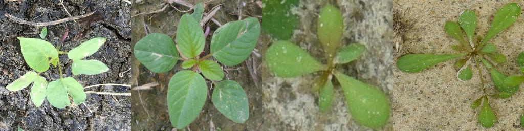 M Tech Object Detection Dataset And Pre Trained Model By Ashok Malhotra