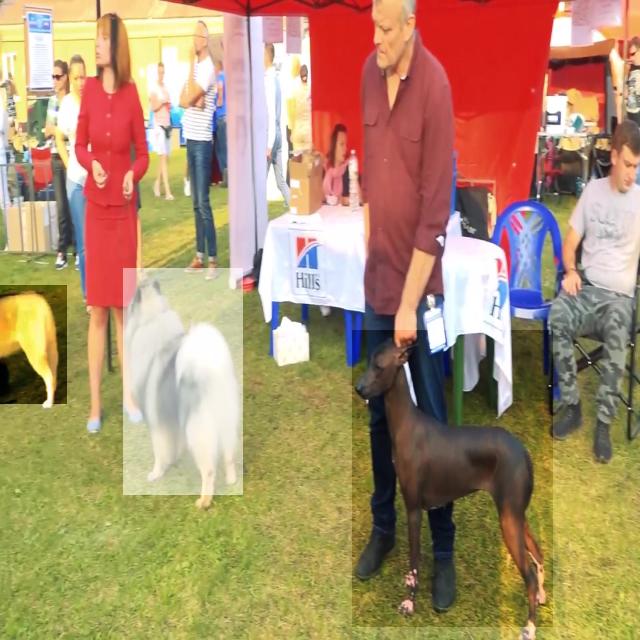 dog-detection-with-yolov9 Object Detection Model by ISS