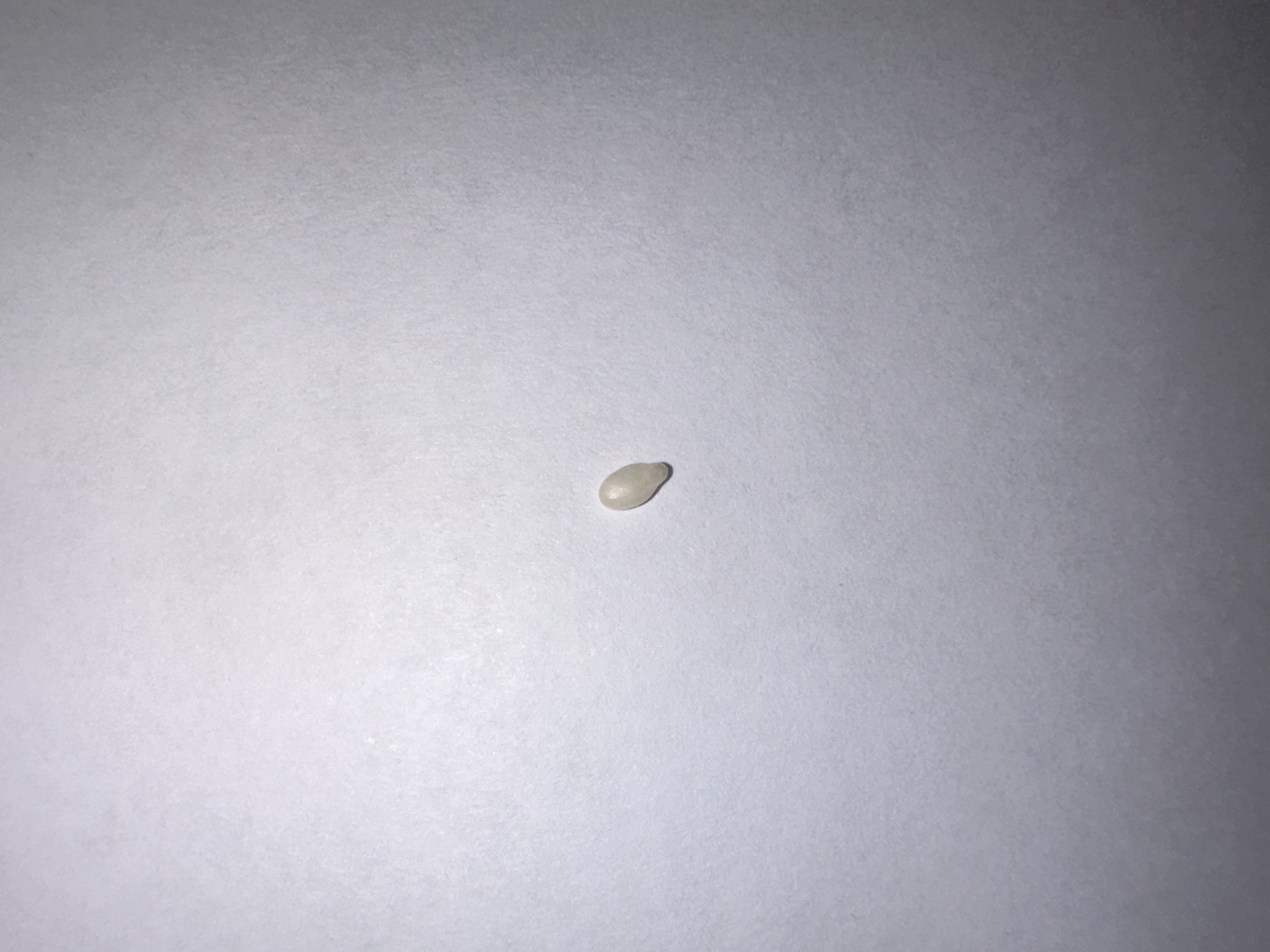 Seed Object Detection Dataset By Rmutl