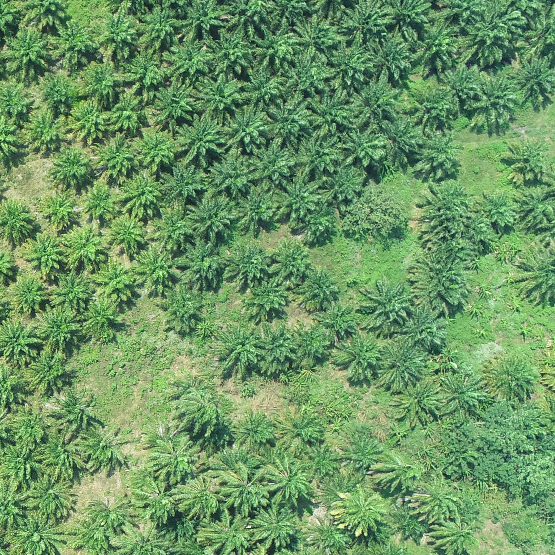 Tree Detection Object Detection Dataset By Object Detection