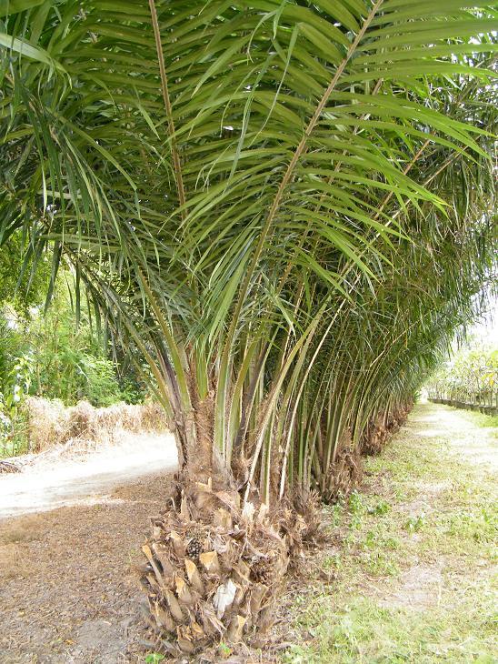 plam-prong-intapalum-coconut Object Detection Model by kanyapak