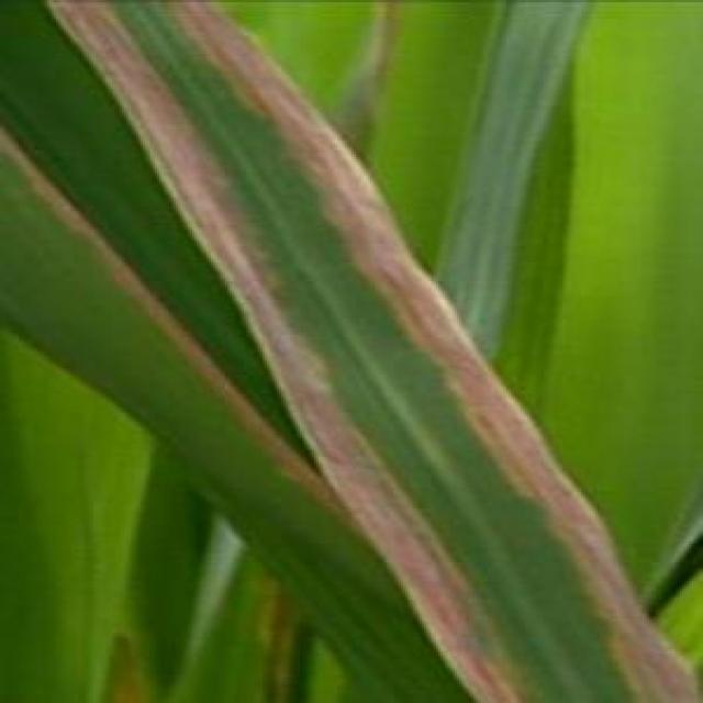 Agri-Grow Object Detection Dataset and Pre-Trained Model by Janidu