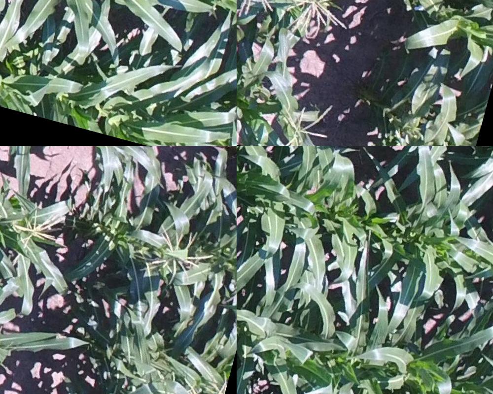 Yolov5 To Coco Object Detection Dataset By Maize Tassel Detection