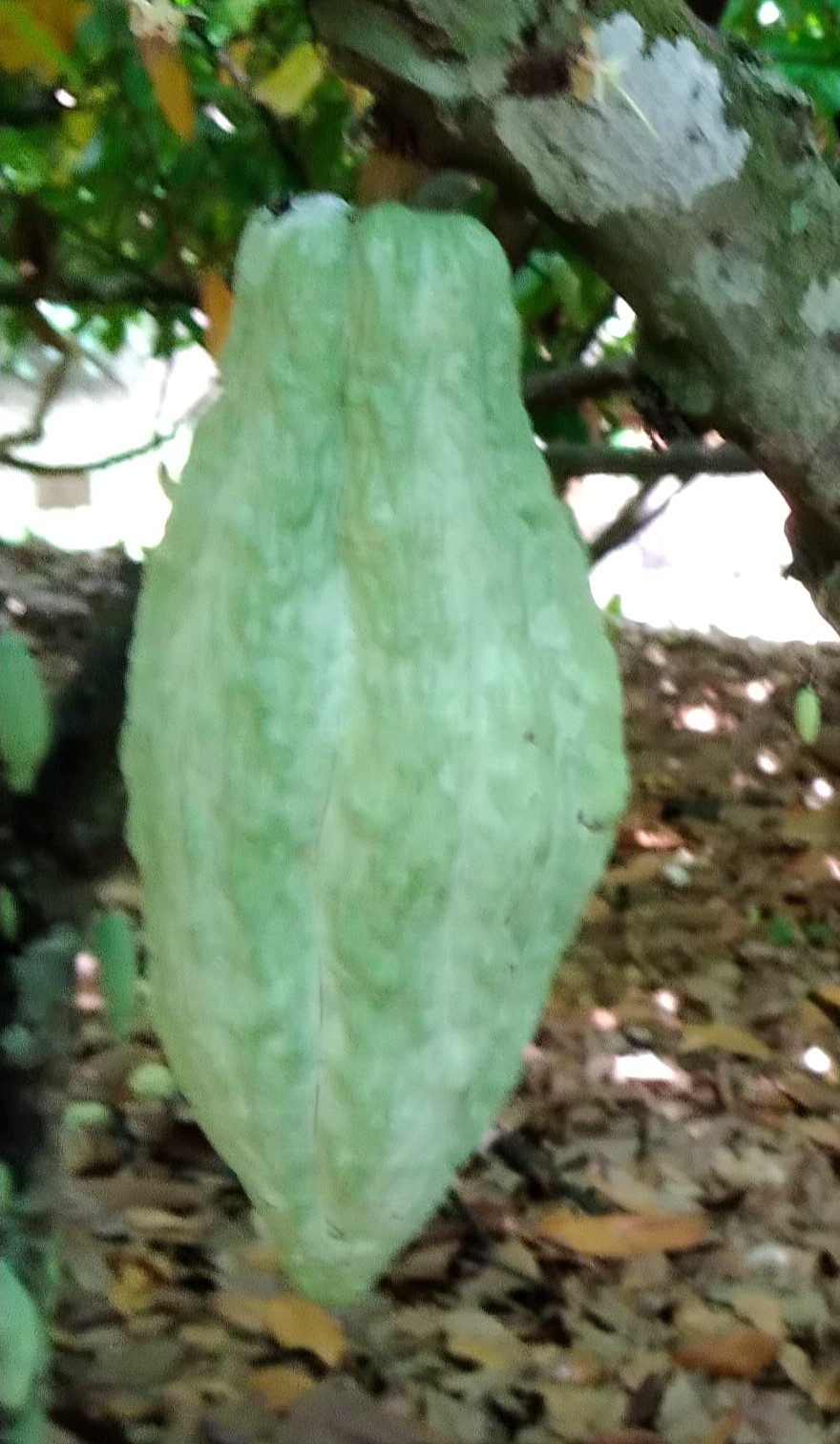 COCOA Classification Dataset by farid