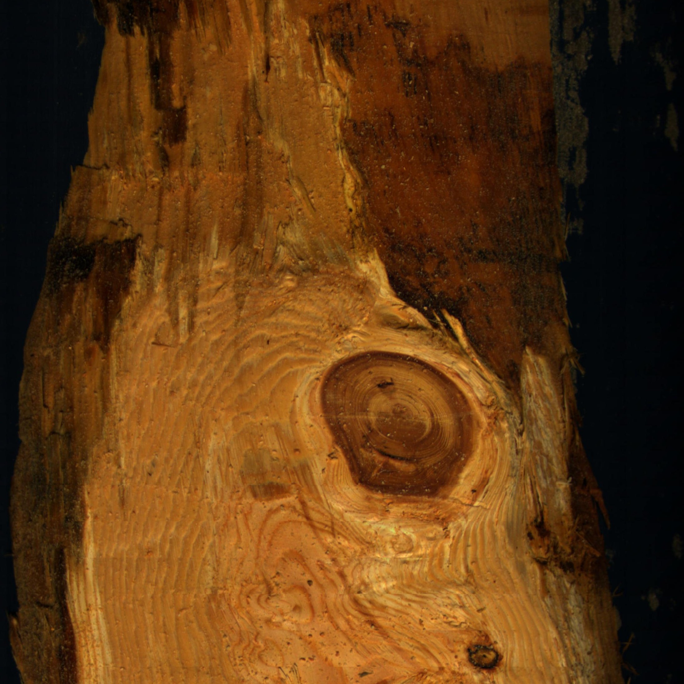 BoardSeg2 Instance Segmentation Dataset and Pre-Trained Model by Joey Nelson