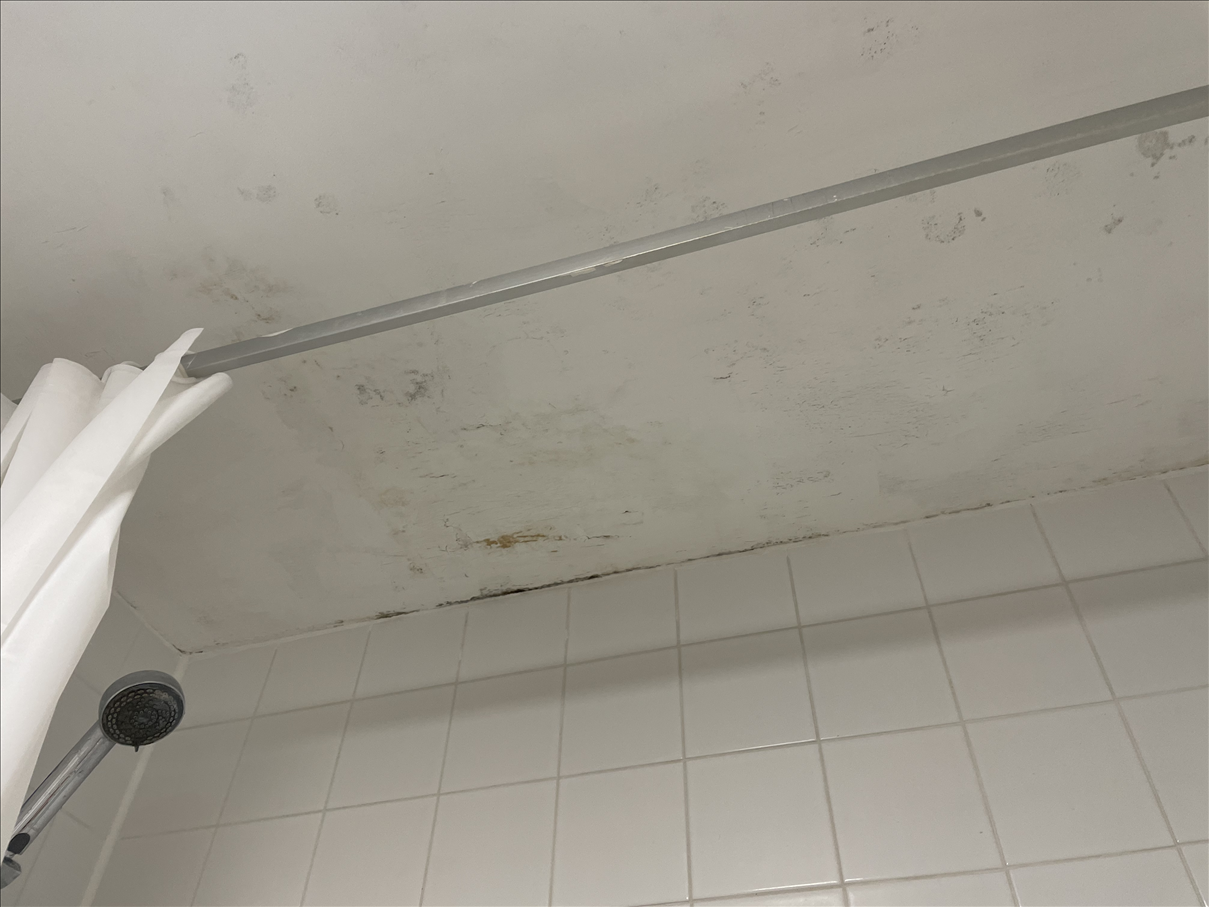 Mould Detection V2 Object Detection Model By Dissertationproject