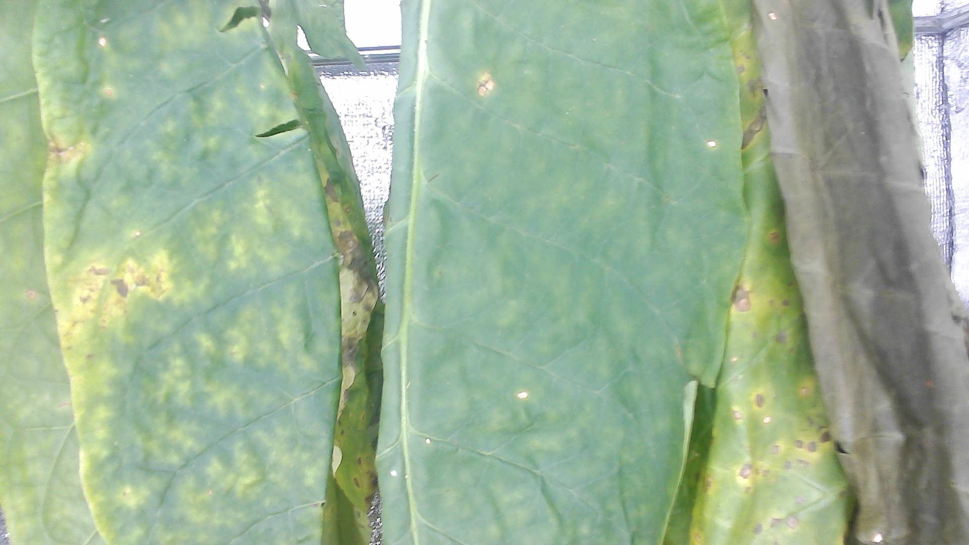 Tobacco Object Detection Object Detection Model V15 2025 06 12 6 48pm By Tobacco Classification