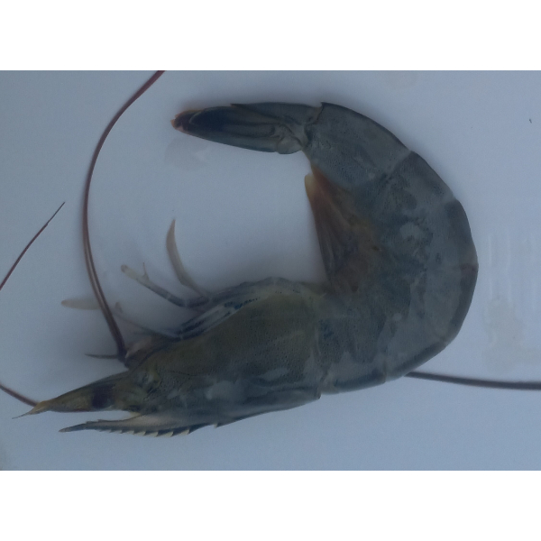 Fresh Shrimp Object Detection Model By Francis