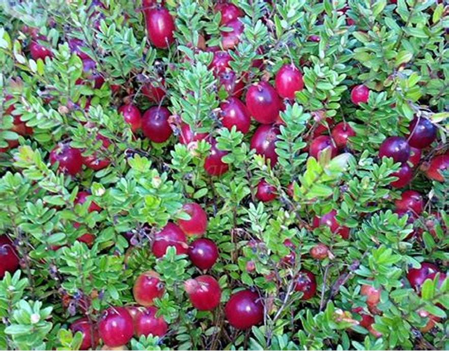 210218700_Vanessa_Buah Berry Classification Model (v2, 2024-10-01 6 ...