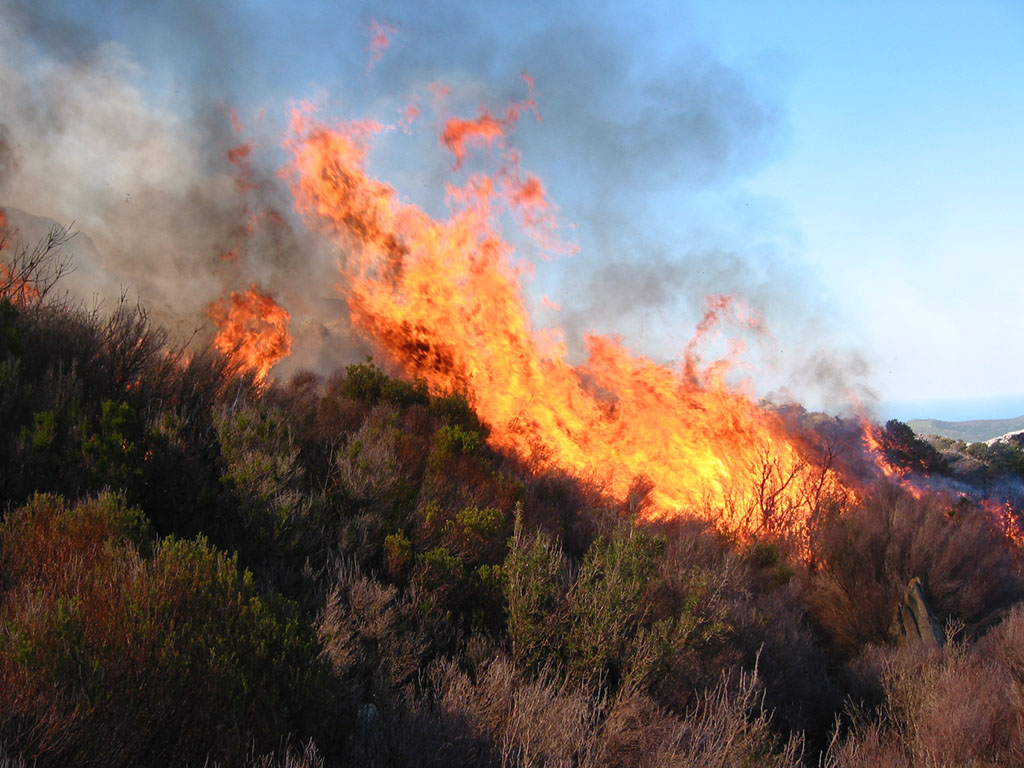 fire segmentation Instance Segmentation Model by firesmokedata