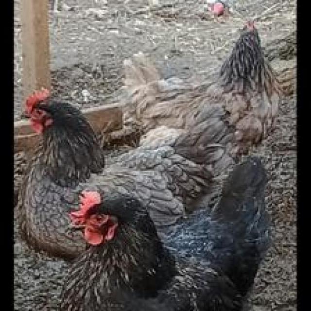 Detection Chicken Object Detection Model By Projet