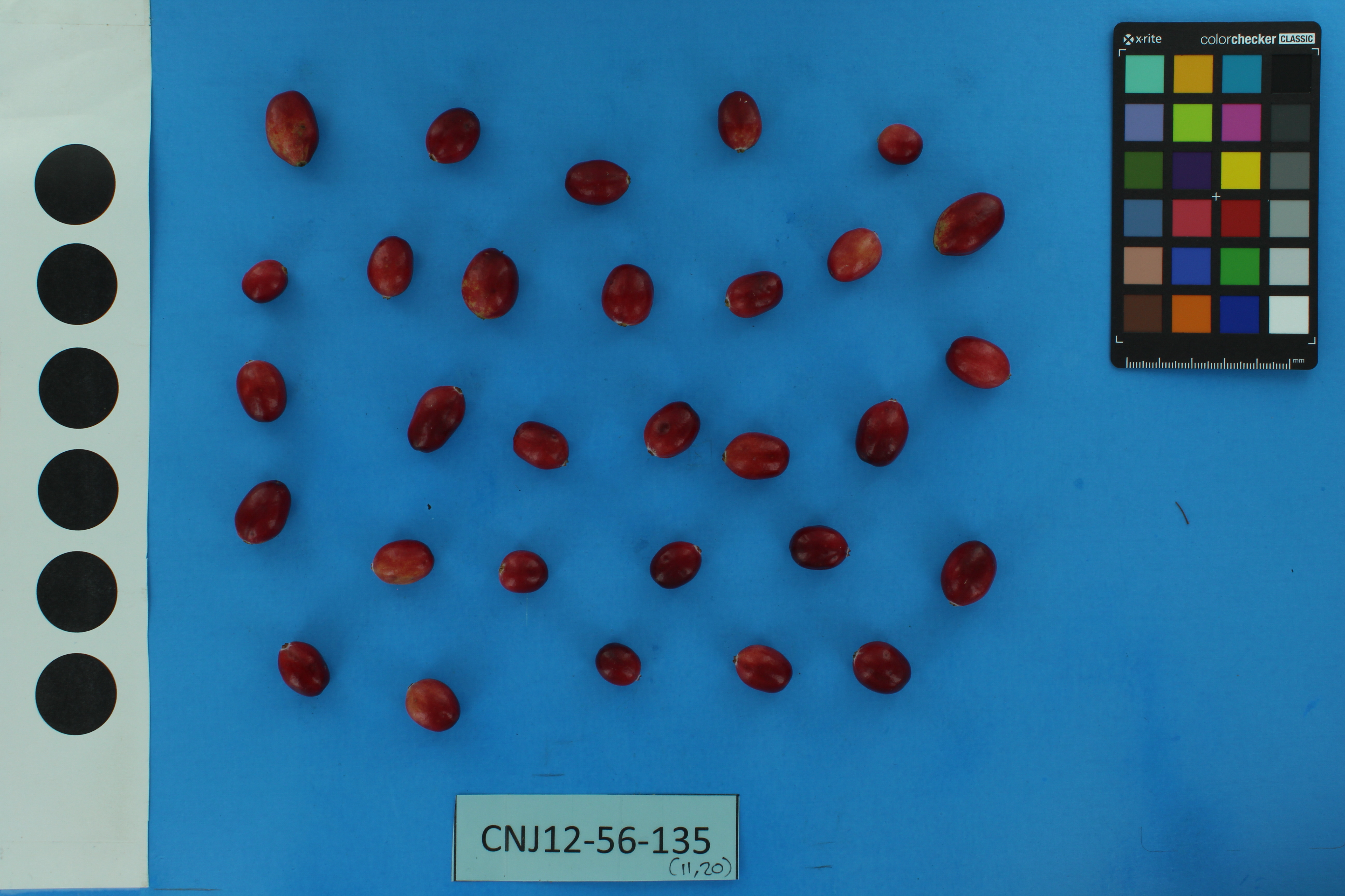 card Object Detection Dataset by ColorCard
