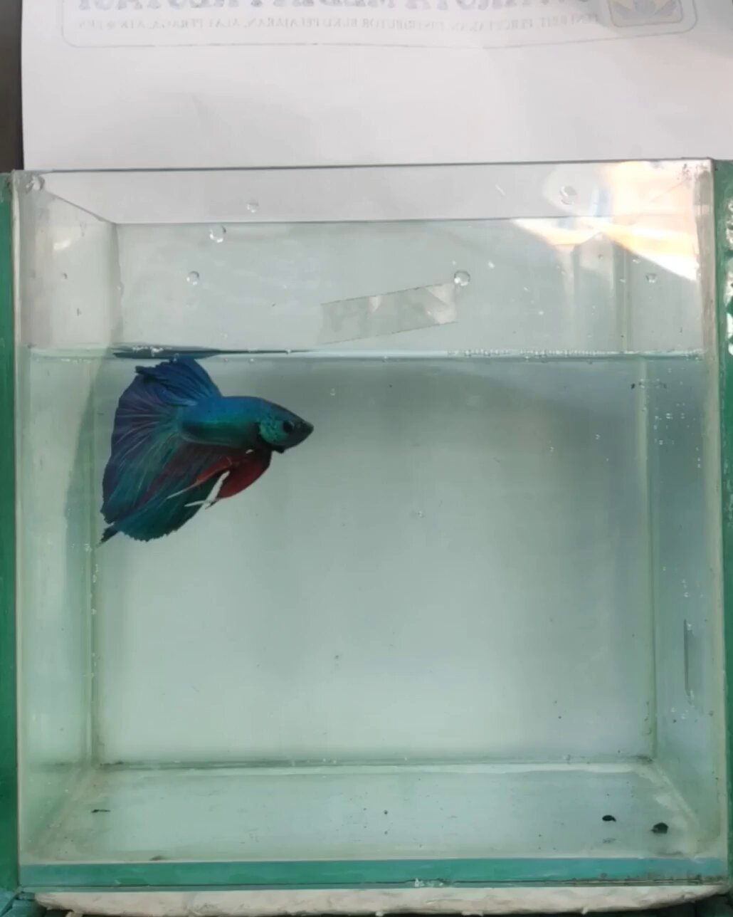 Beta Fish Object Detection Dataset by Betta Fish NEW