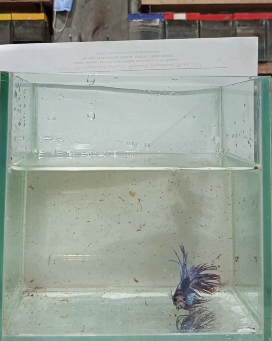 Beta Fish Object Detection Dataset by Betta Fish NEW