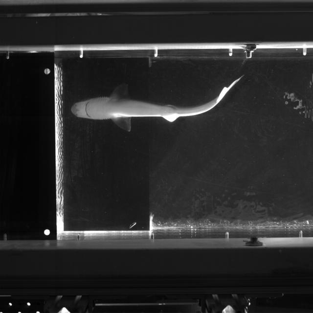 Weraa Tech - Segmentation Instance Segmentation Dataset by Weraa Tech Roboflow Labeling Trial