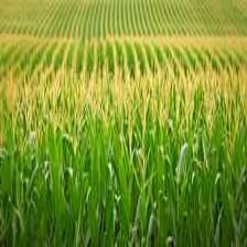 crops Classification Dataset by medical plant detection