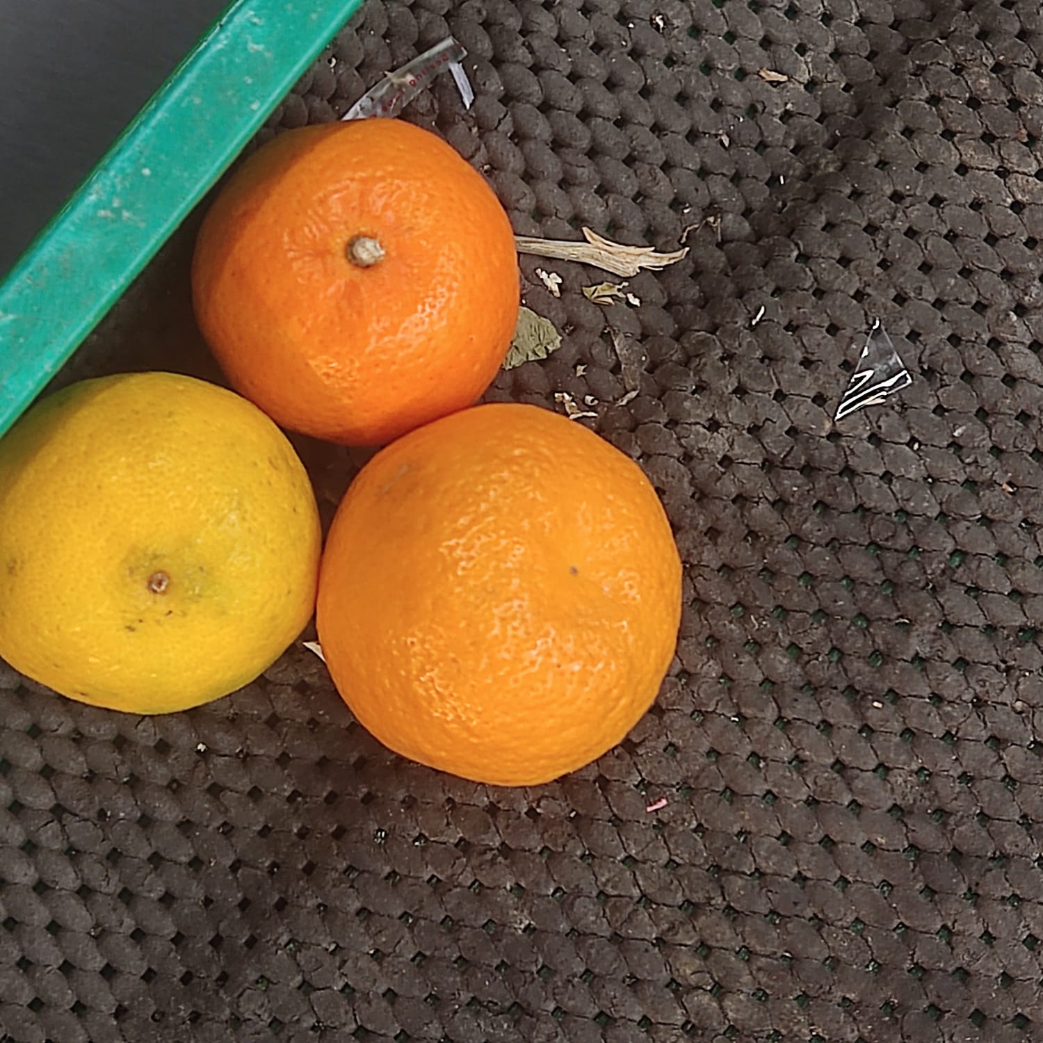 Oranges Object Detection Model by Demo