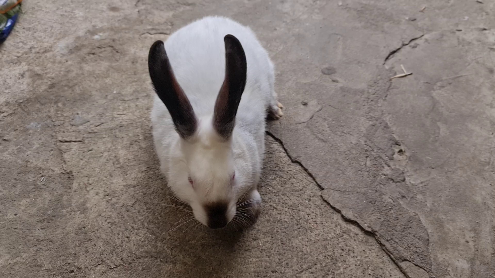 Rabbit Object Detection Model by Rabbitbreed