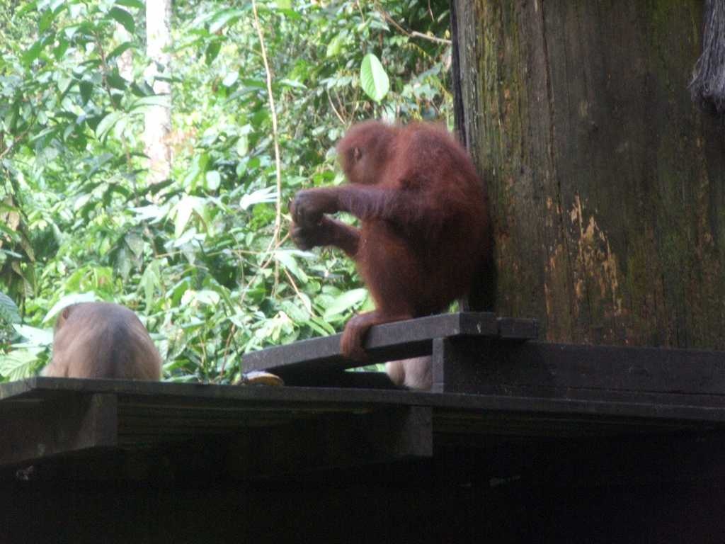 Pacemakers Object Detection Dataset by Animal Detection