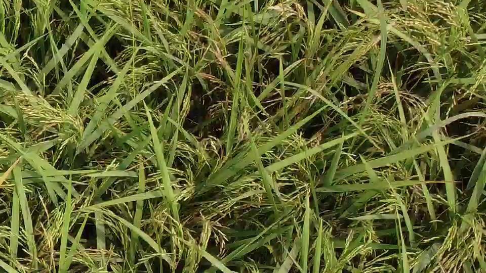 Rice Panicle Object Detection Model by Adnan