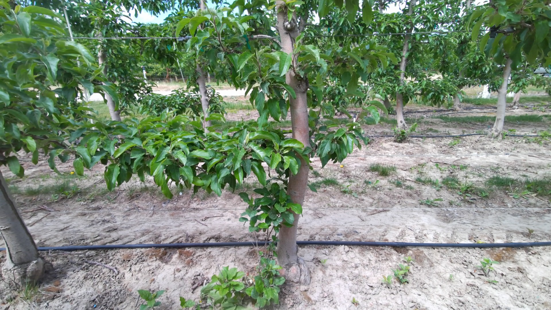 Tree pose segmentation - Roboflow Universe