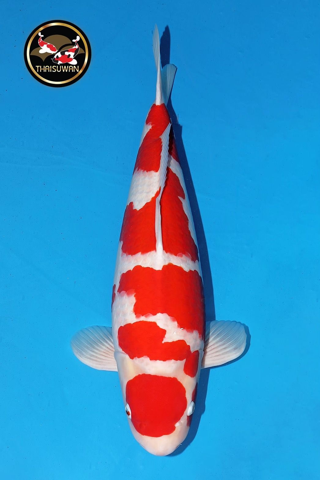 RMUTTO (rmutto-hoicy) - Roboflow Universe