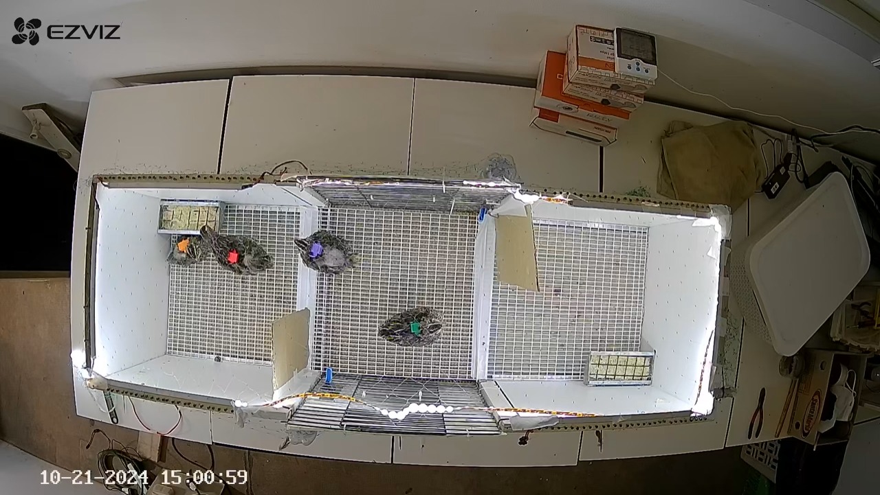 quail-tags-con-elementos-de-caj Object Detection Model by LabAvicola