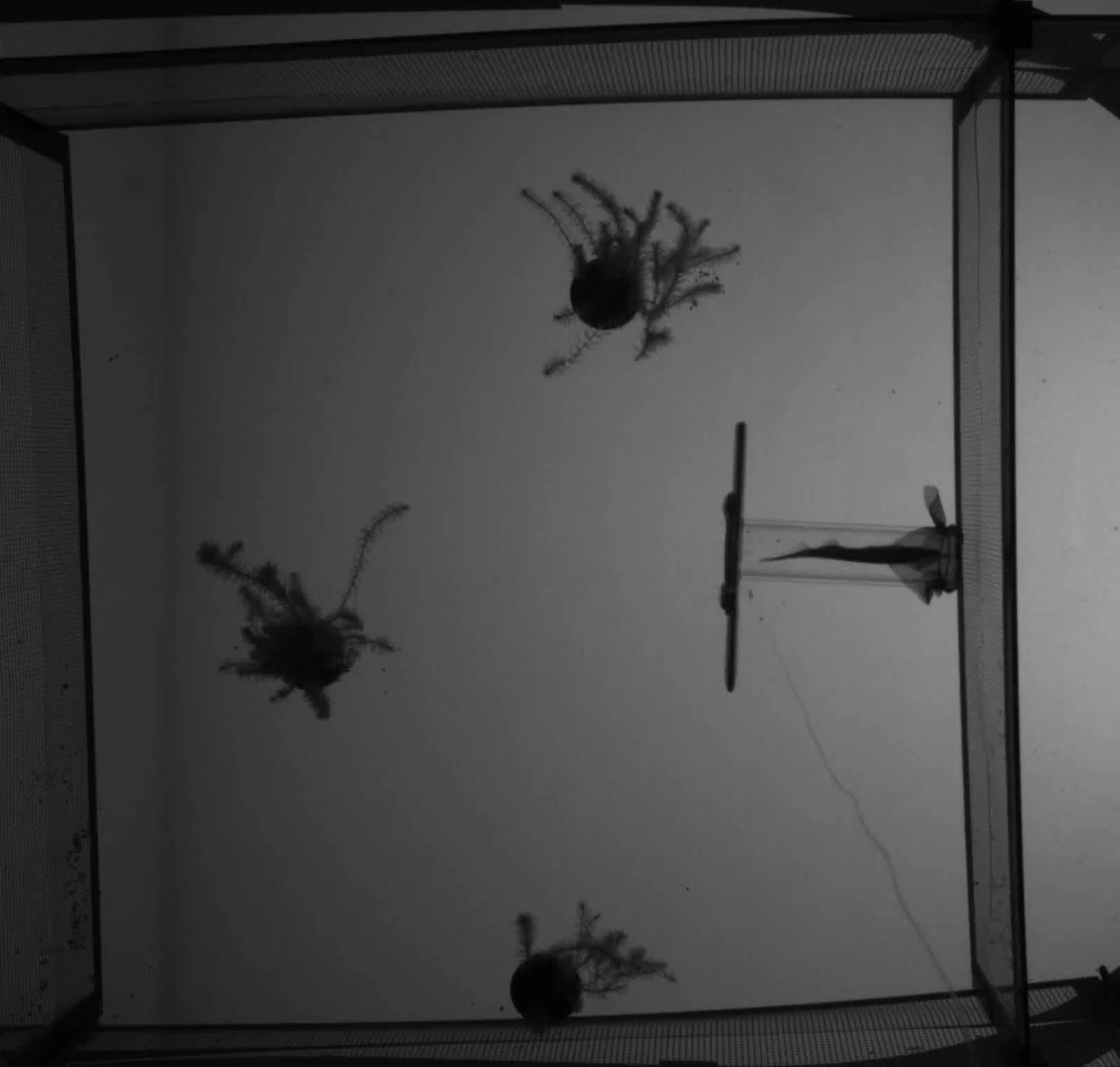 Fish tracking Keypoint Detection Dataset and Pre-Trained Model by Test