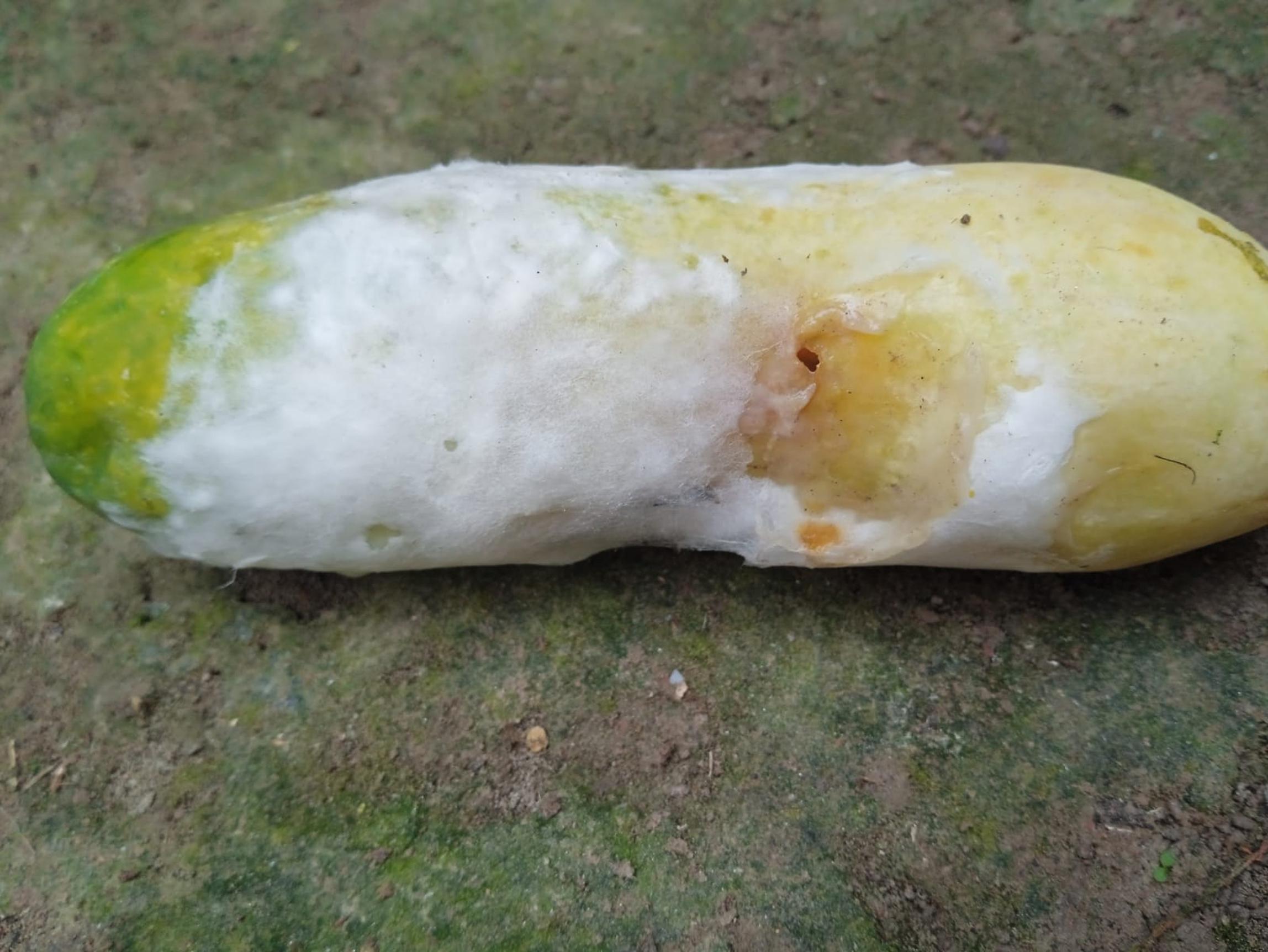 Plant Classification Classification Dataset By Cucumber