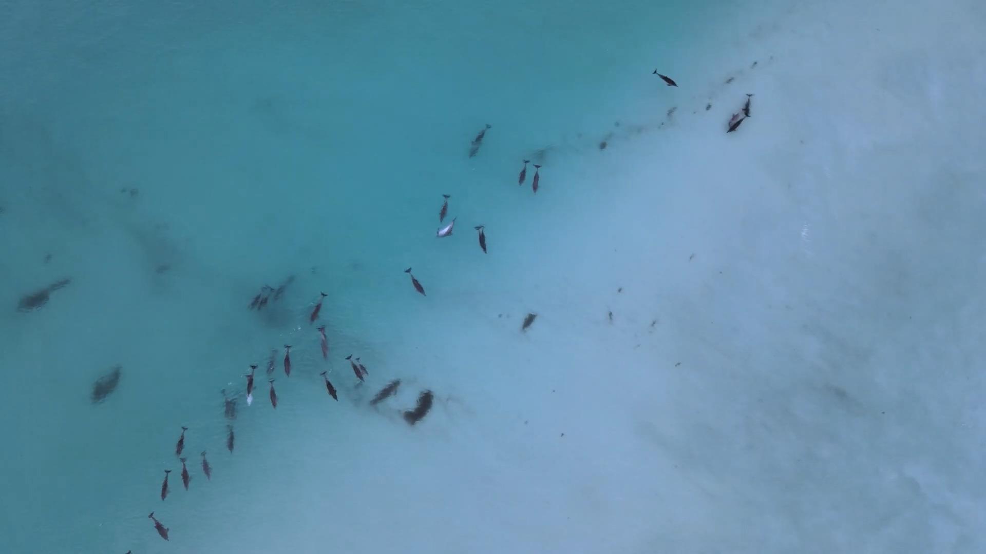 Dolphin Detection Object Detection Dataset By Siecineuronowe