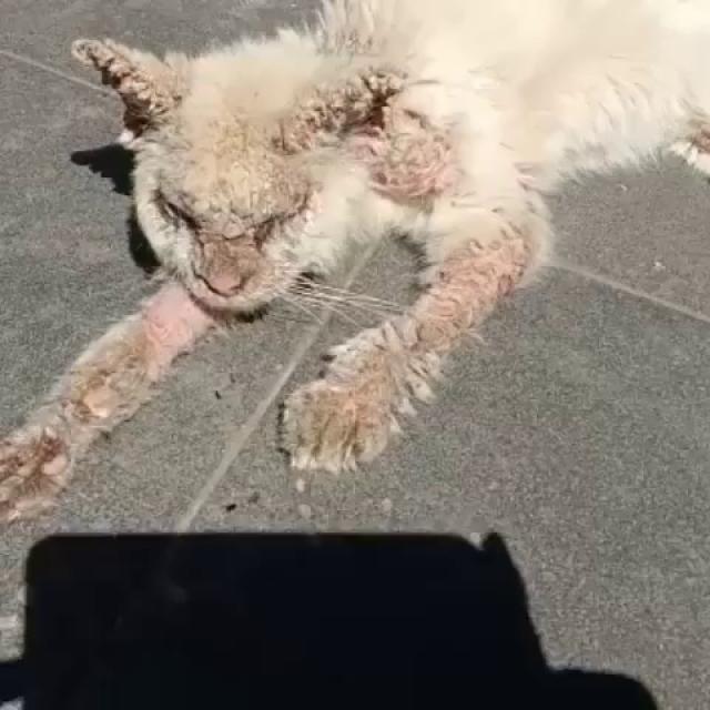 Skripsi Dataset Object Detection Dataset And Pre Trained Model By Computer Vision