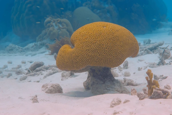 coral detection Object Detection Model by jeevi