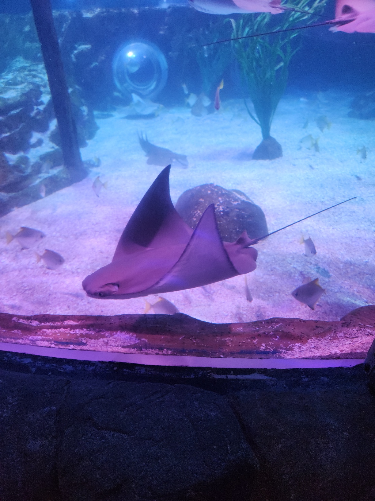 DL project Object Detection Model by asdf