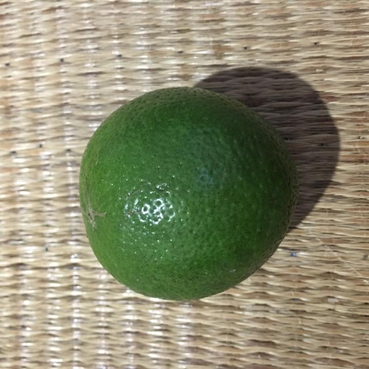 Lemon Object Detection Dataset by nhchung07