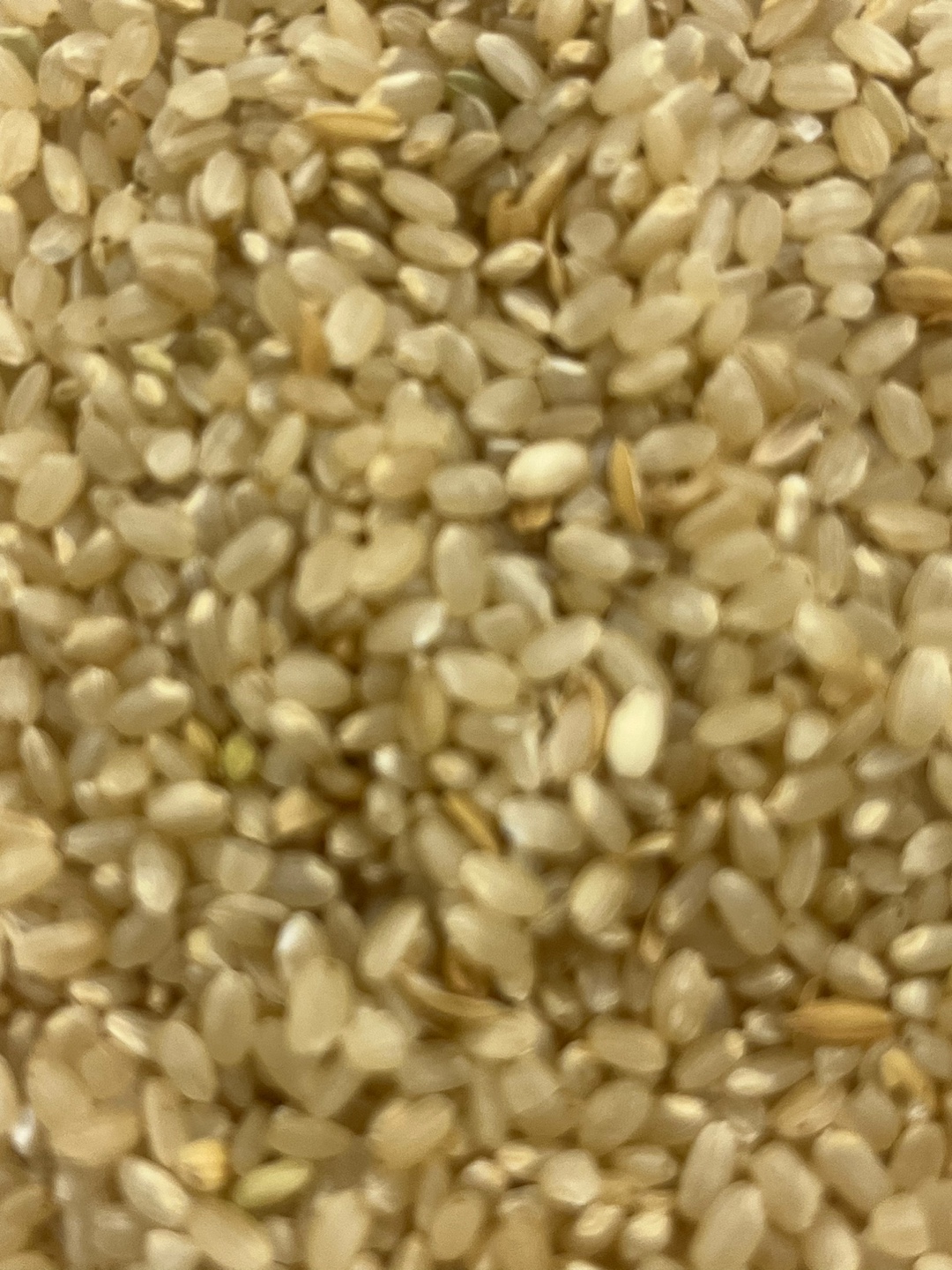 rice Object Detection Model by project-tusmd