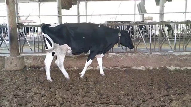 cow Computer Vision Dataset by cow