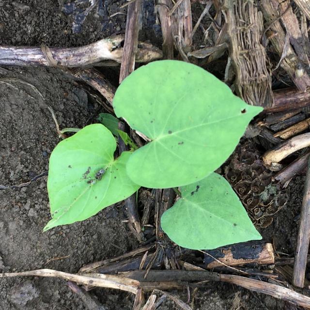 stem-objects Object Detection Model by new-workspace-yc2cj