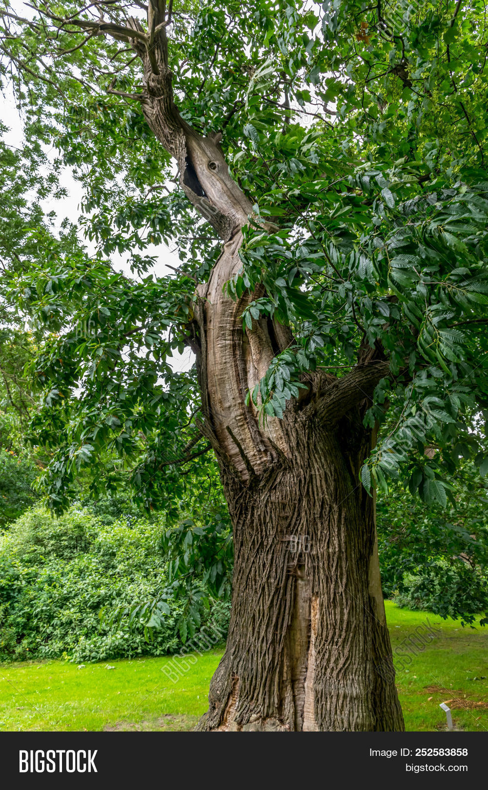 Tree Detection 3 Object Detection Dataset And Pre Trained Model By Pds1233