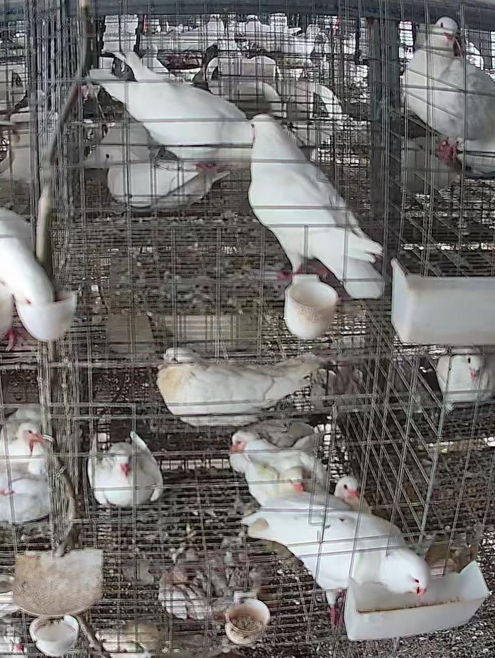 pigeon Object Detection Dataset by pigeon