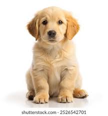 Dog breeds Object Detection Model by htcn