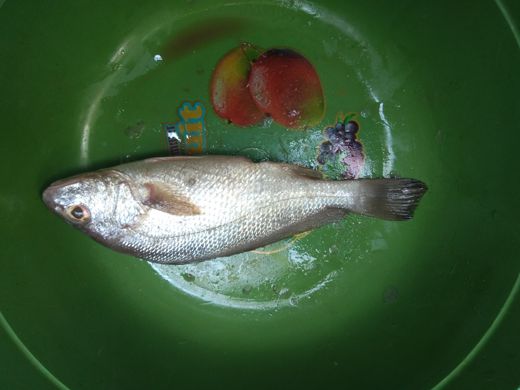 Nibea_Albiflora Object Detection Dataset by BBossslow