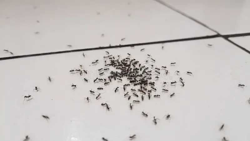 Ant Cluster Object Detection Dataset And Pre Trained Model By Antspace