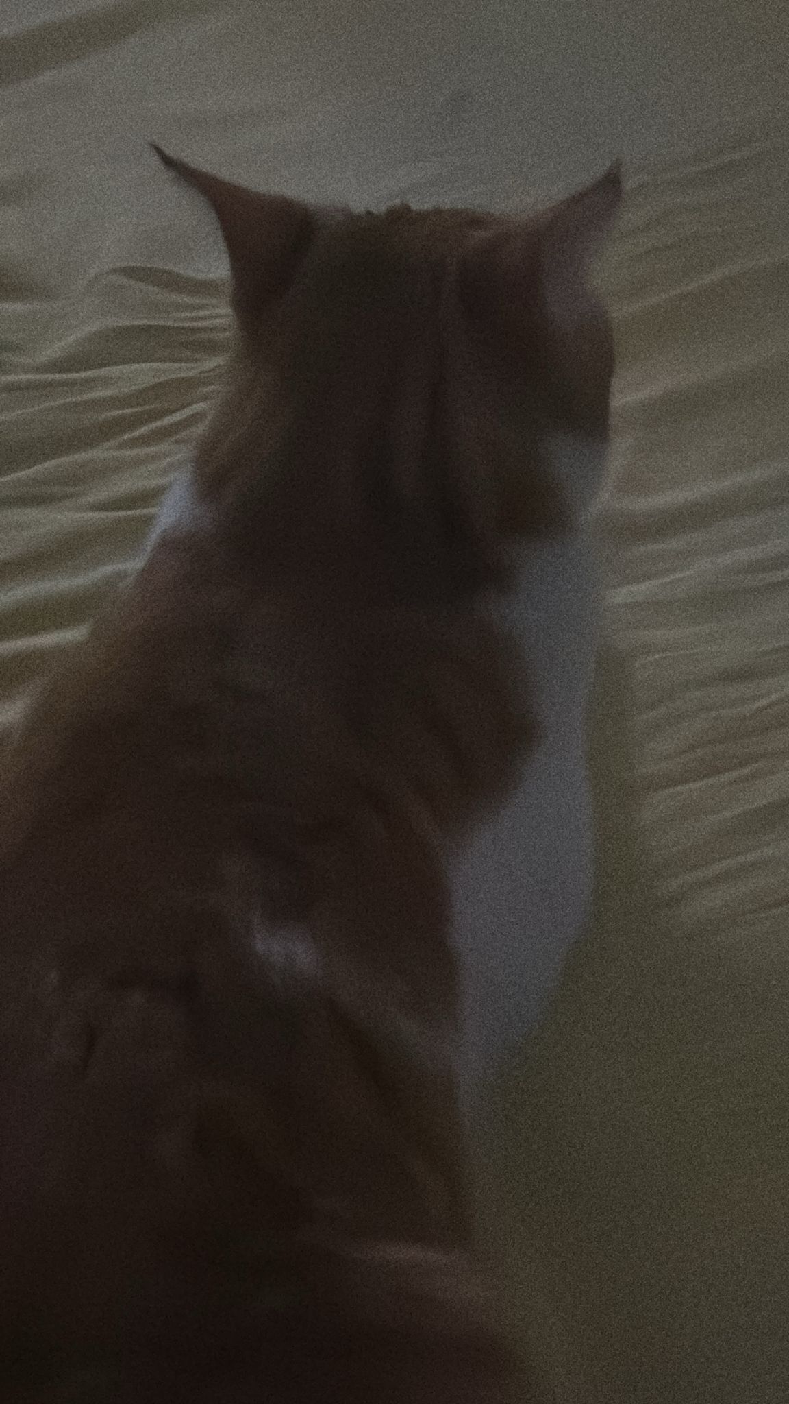 Cat Detection Object Detection Dataset By Orange Cat