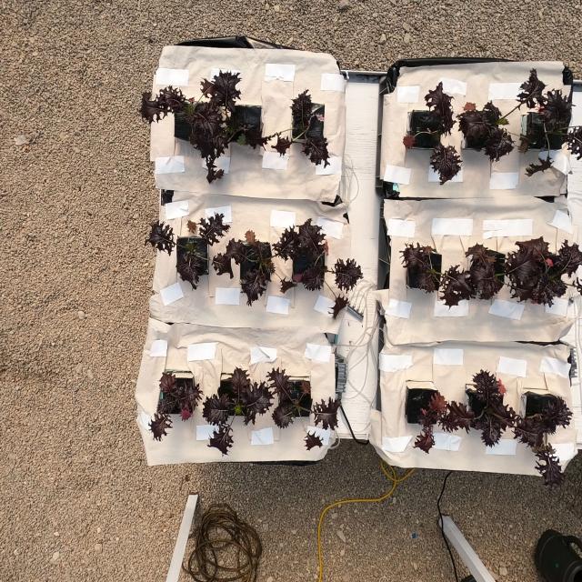 Plant Instance Segmentation Dataset by new