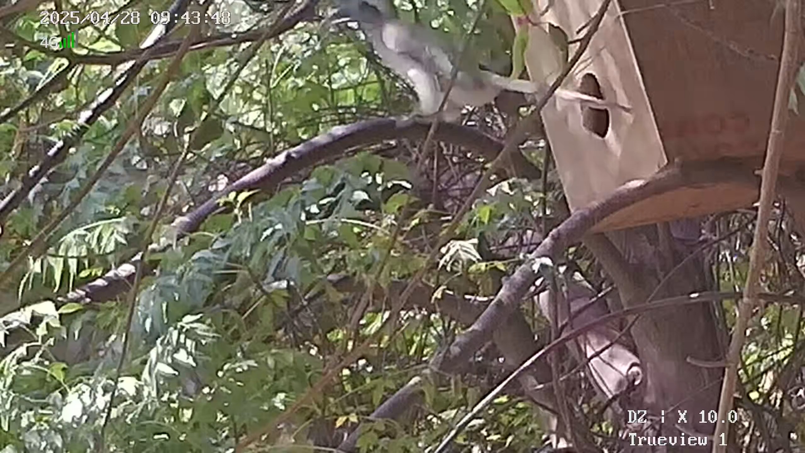 nest det Object Detection Dataset by trial