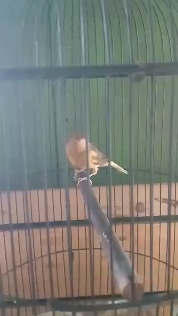 Bird Object Detection Dataset V20 2024 06 07 10 03am By Skripsi