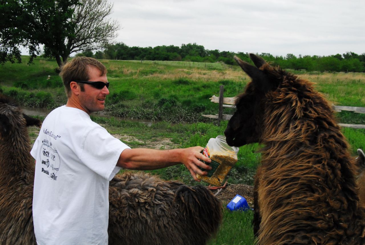 Alpaca Detection Object Detection Dataset and Pre-Trained Model by ...