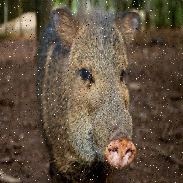 Babi Hutan Object Detection Dataset by miproduction