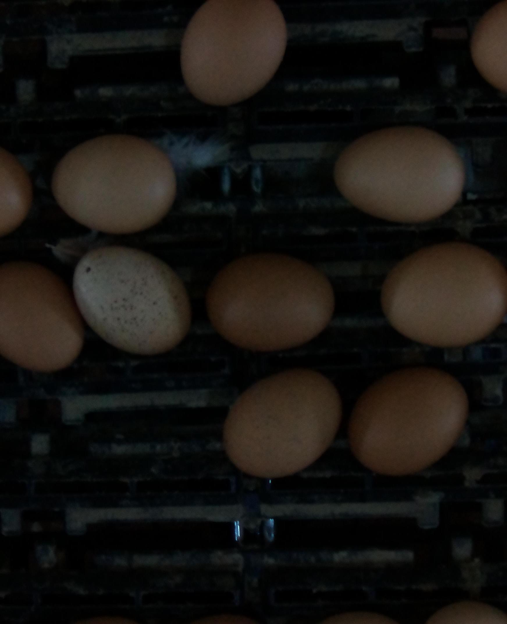 Egg_project Object Detection Model by Le Gouessant public