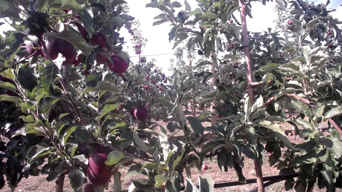 Apple Detection Object Detection Dataset By Leo
